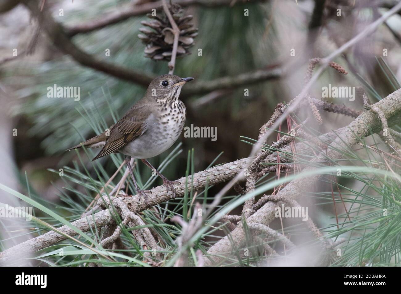 Gray cheeked thrush catharus minimus hi-res stock photography and ...