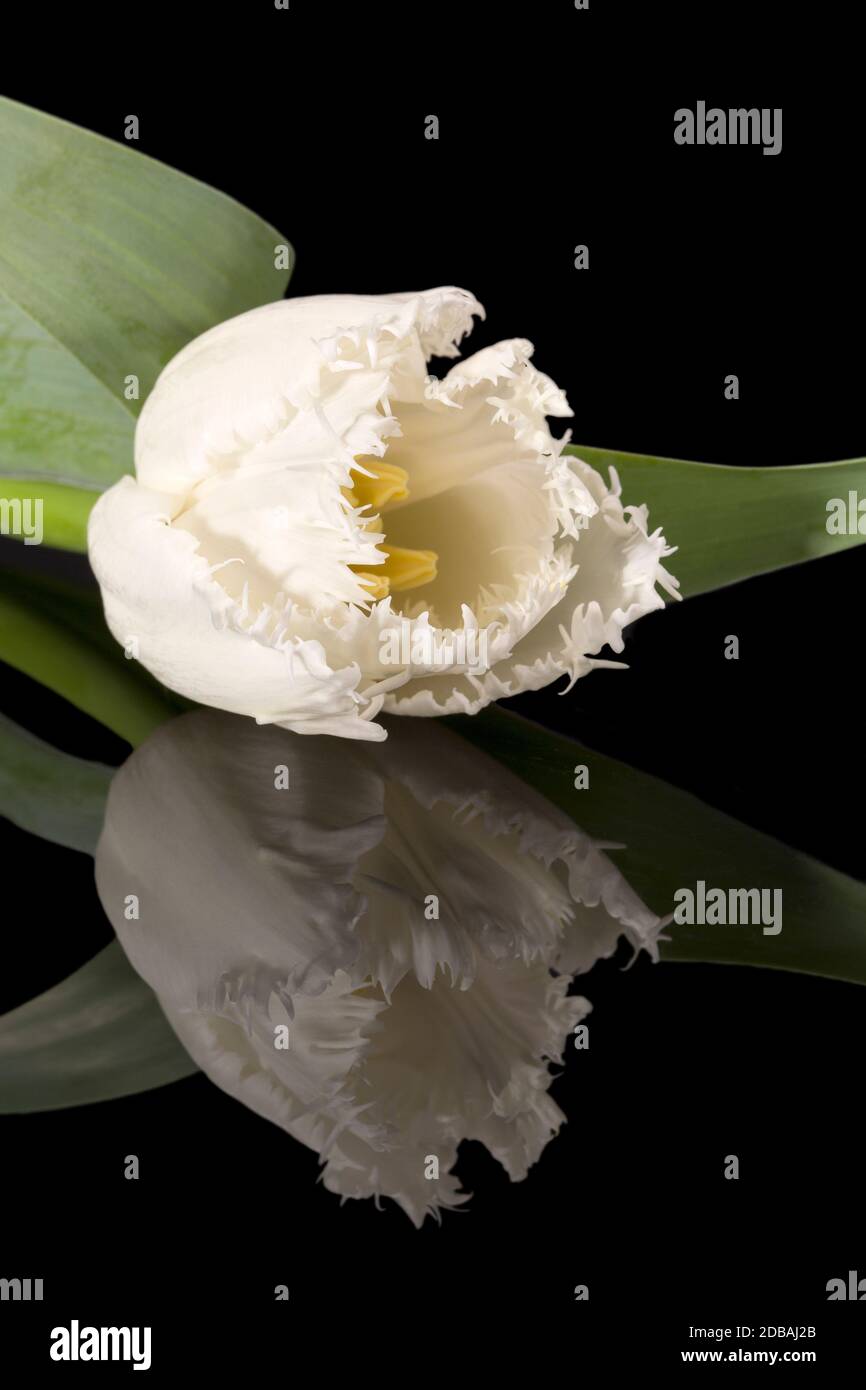 Jagged tulips hi-res stock photography and images - Alamy