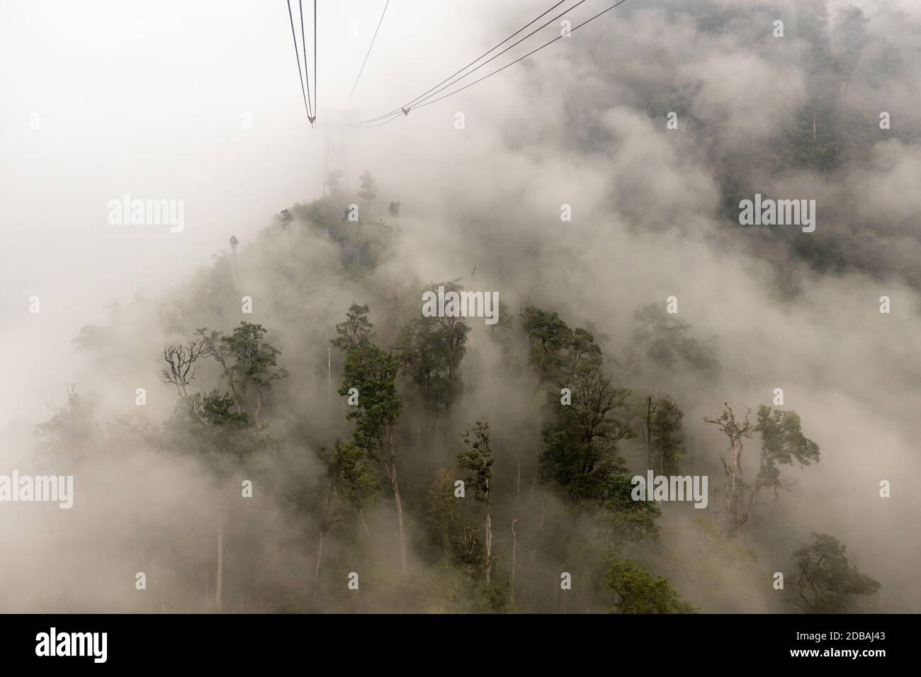 The Steam and Fog of the Rainforest Stock Photo - Alamy