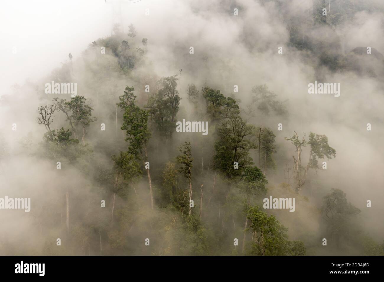 The Steam and Fog of the Rainforest Stock Photo - Alamy