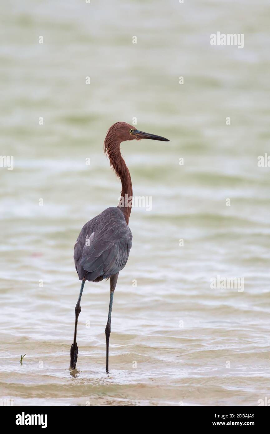 Reddish egret (Egretta rufescens) standing on the beach. Estero Island ...