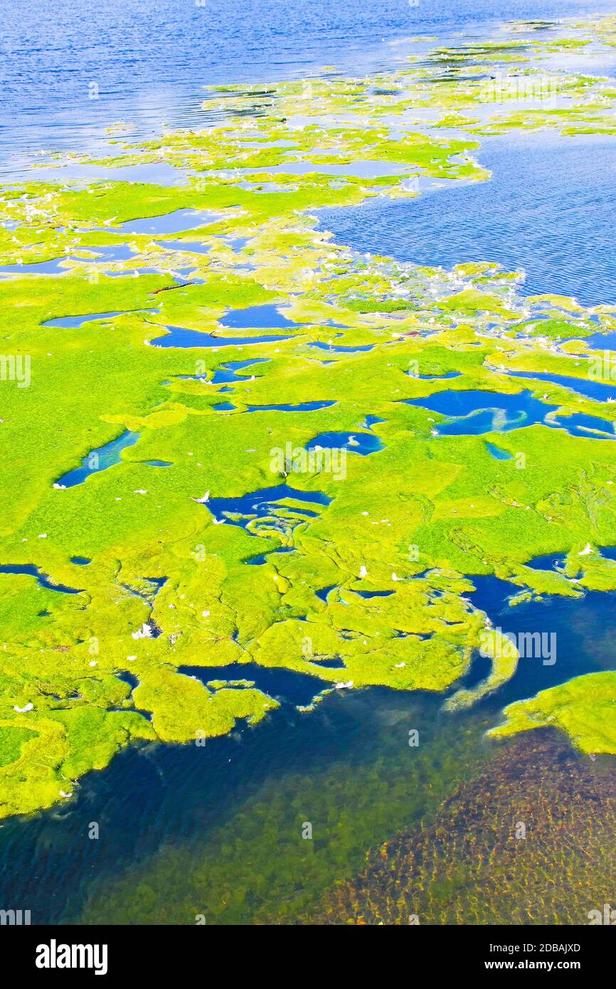 Very bad contaminated and polluted lake water Stock Photo - Alamy