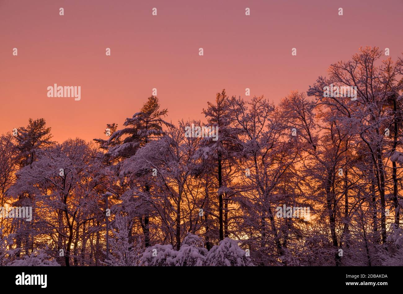 A Winter Sunset in December with Snow on Trees with Golden background ...