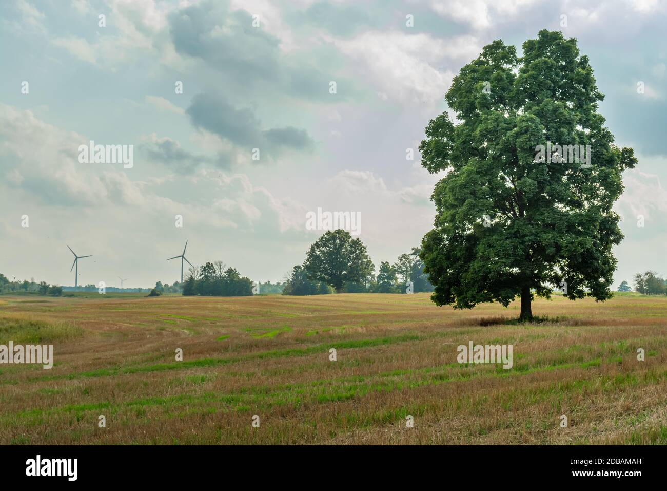 Single tree on farm field Stock Photo - Alamy