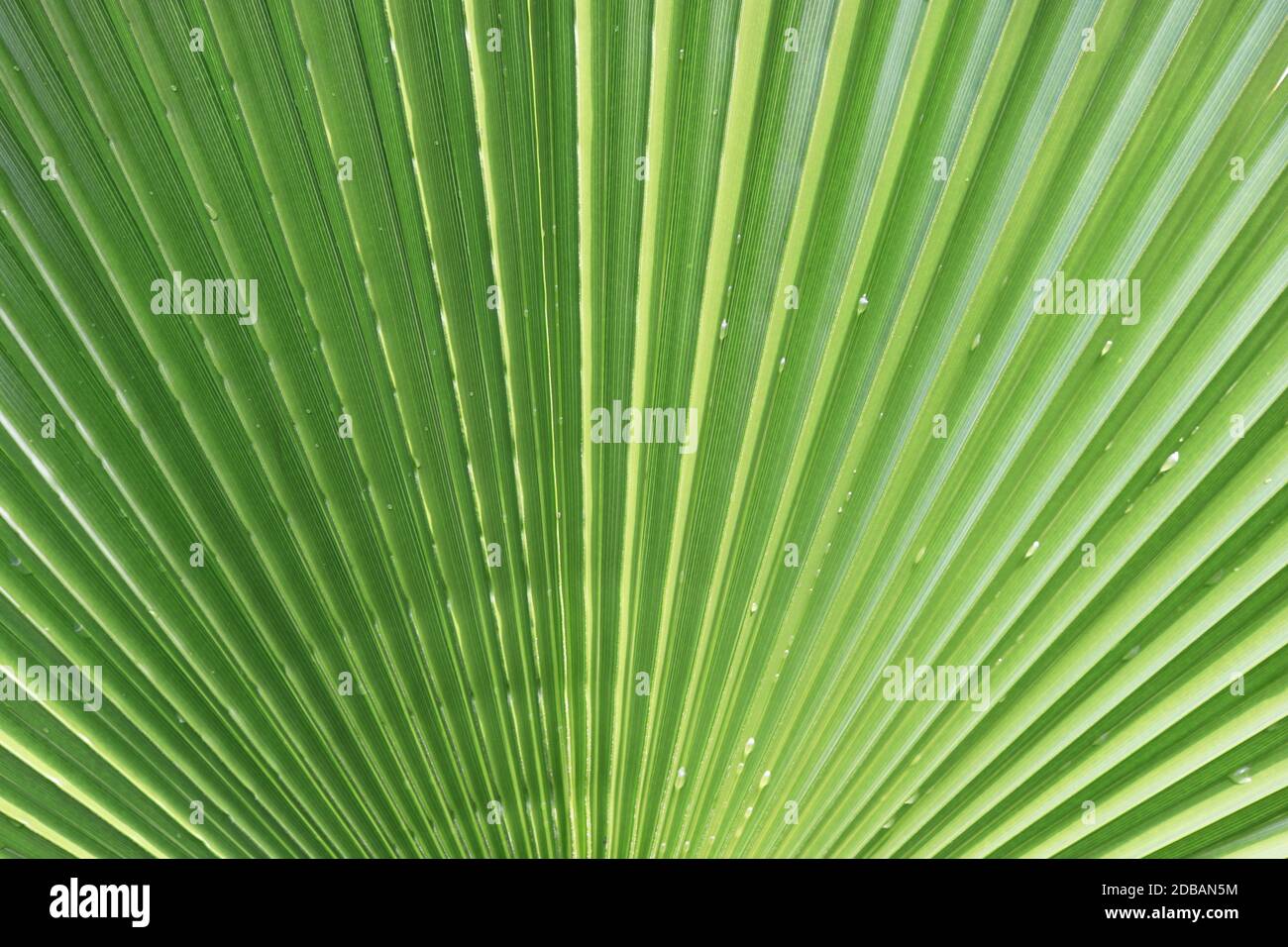 Palm leaf texture. Exotic tree branch background Stock Photo - Alamy