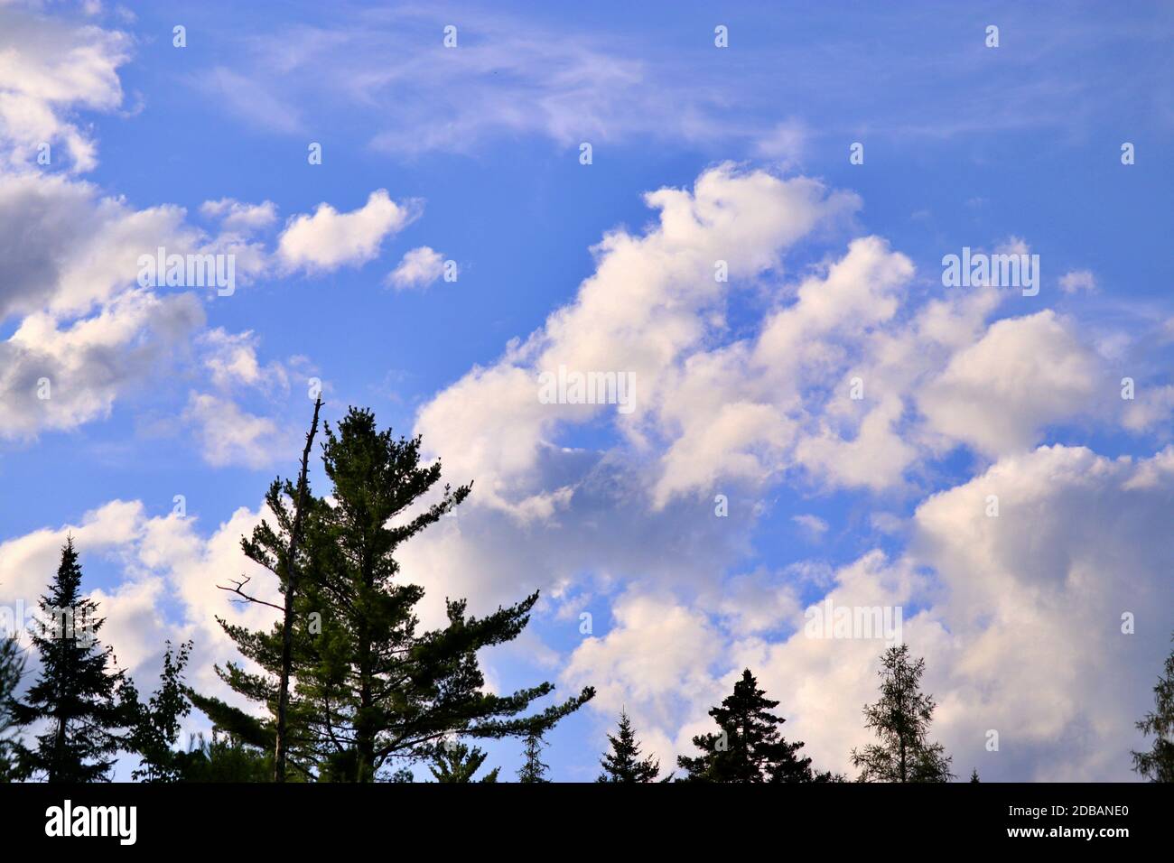 Cloudy sky over tree line in Bretton Woods, New Hampshire, USA Stock ...
