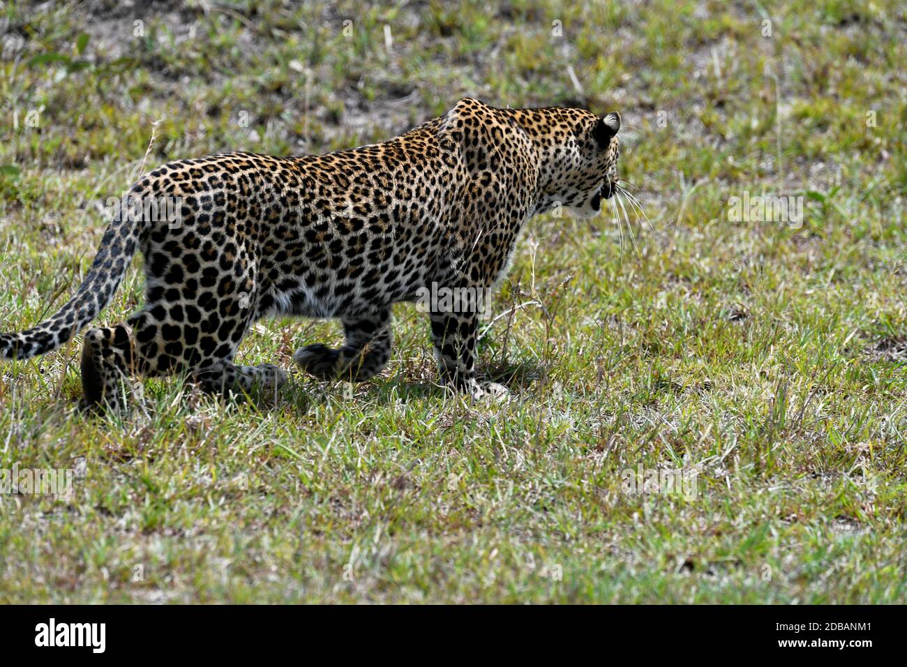 Leopard Fangs High Resolution Stock Photography and Images - Alamy