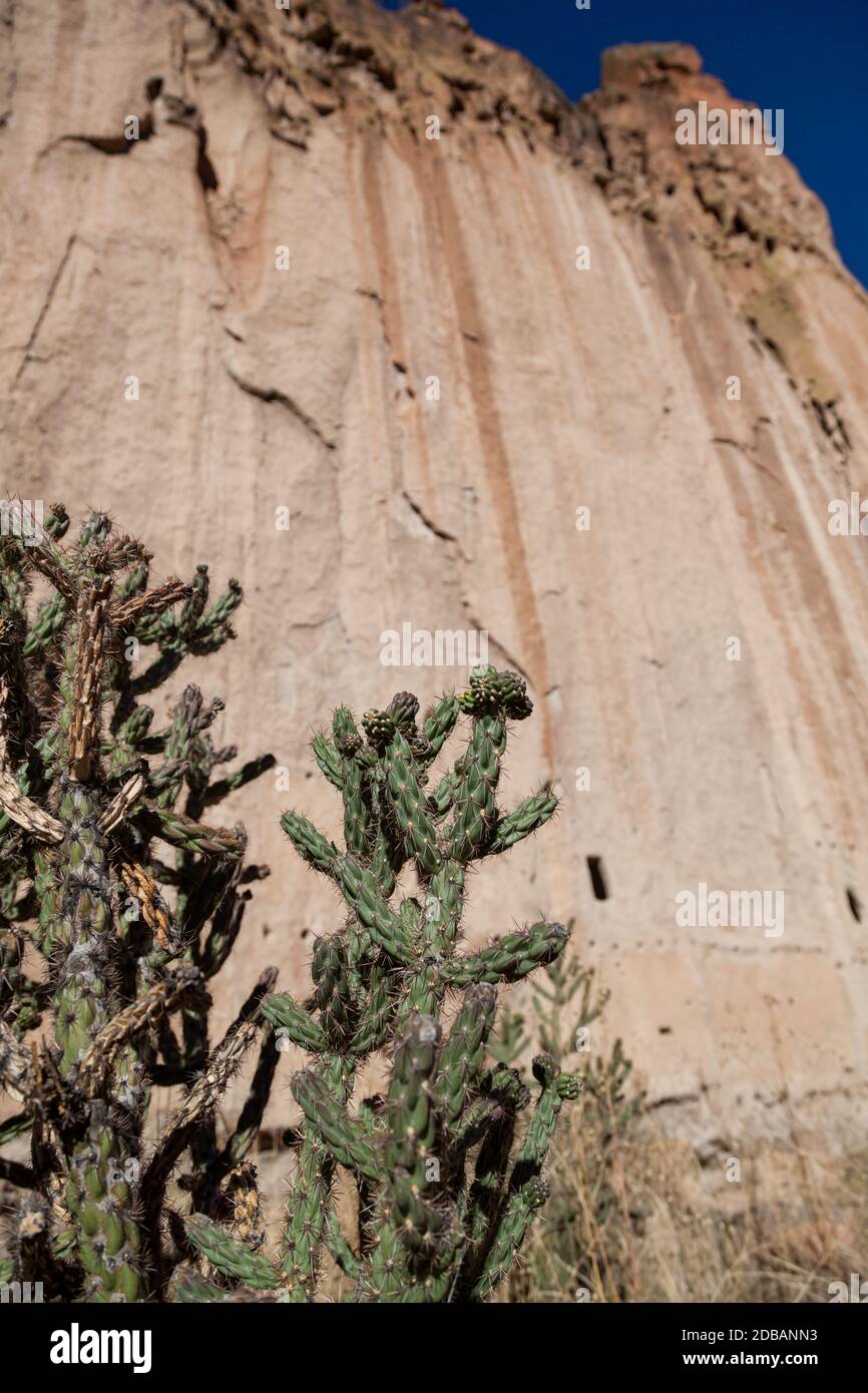Plants of new mexico hi-res stock photography and images - Alamy
