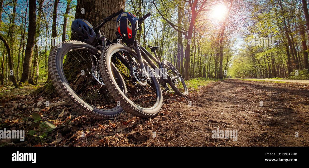 Two mountain bikes leaned on a tree next to a beautiful green forest ...