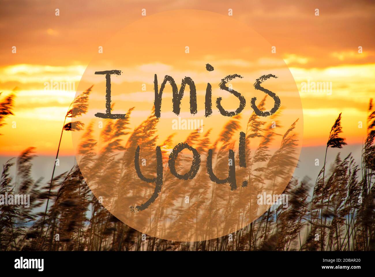 Miss nightfall hi-res stock photography and images - Alamy