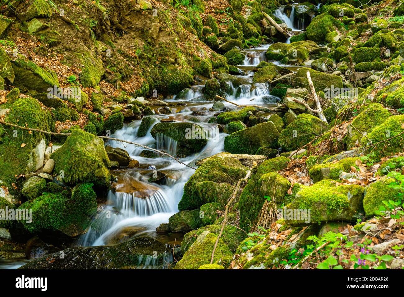 View of a small cascade waterfall in the Black Forest in a beautiful ...
