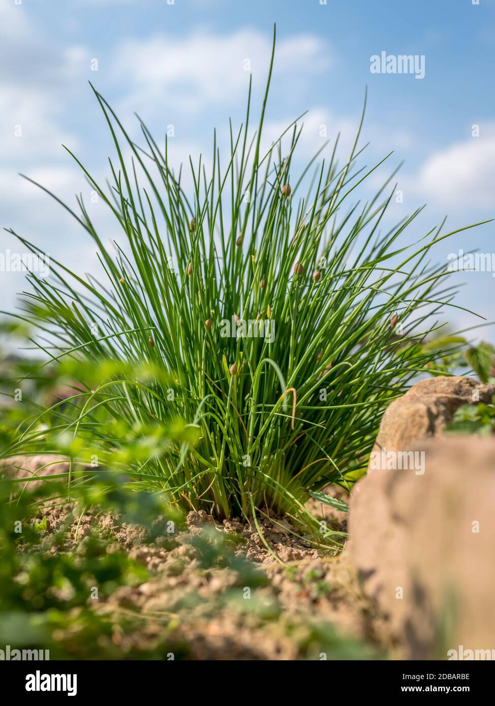 Bushy chives in a herb bed with sandstones and a blue cloudy sky from a ...