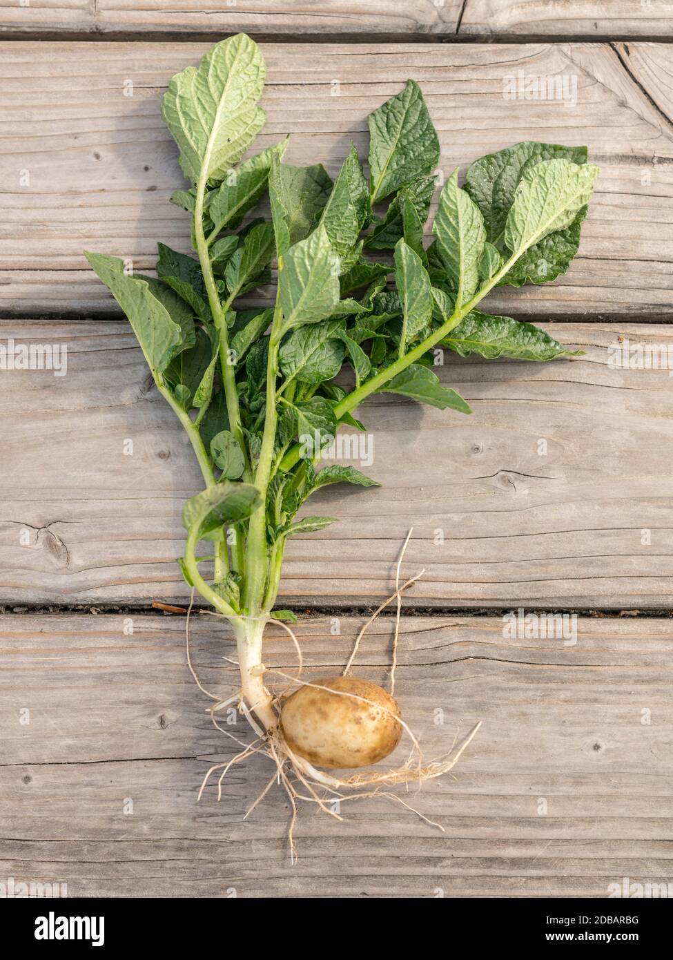 Complete young potato plant with tuber and leaves on gray wooden boards ...