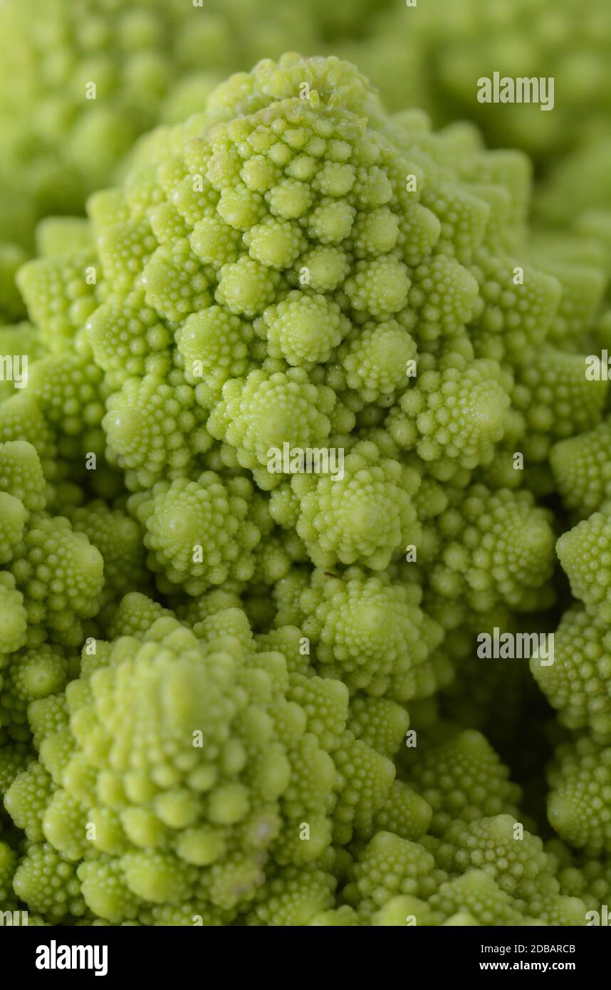 Roman cauliflower isolated on white background, it is an edible flower ...