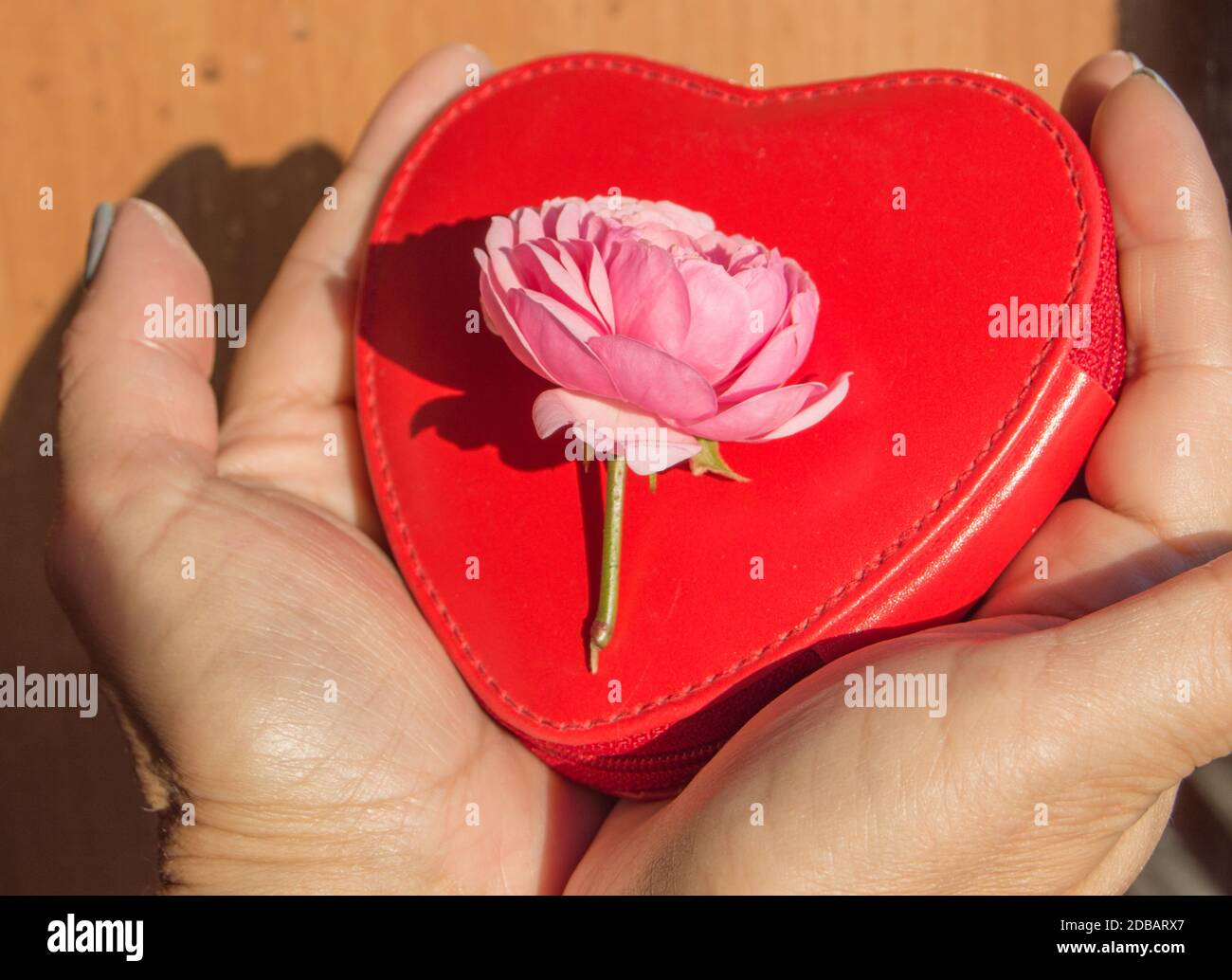 Two hands holding rose close up hi-res stock photography and images - Alamy
