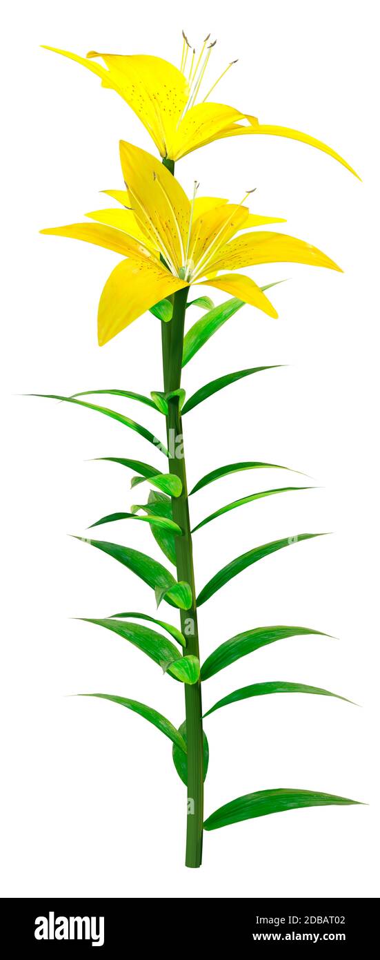 3D rendering of yellow county Asiatic lily flowers isolated on white ...