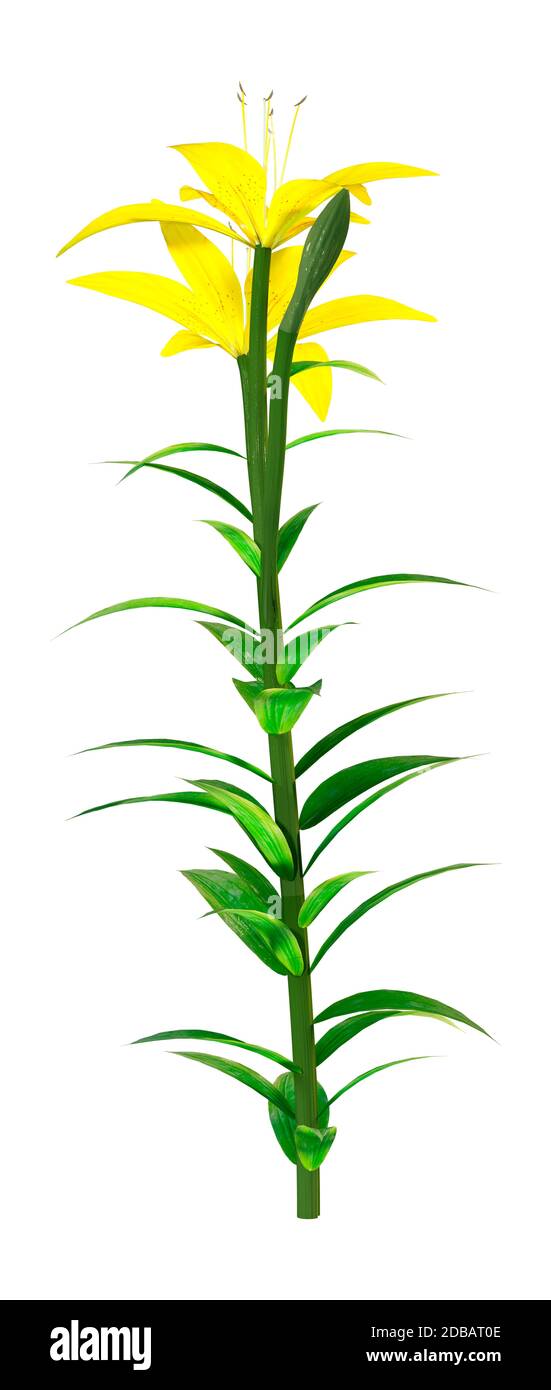 3D rendering of yellow county Asiatic lily flowers isolated on white ...