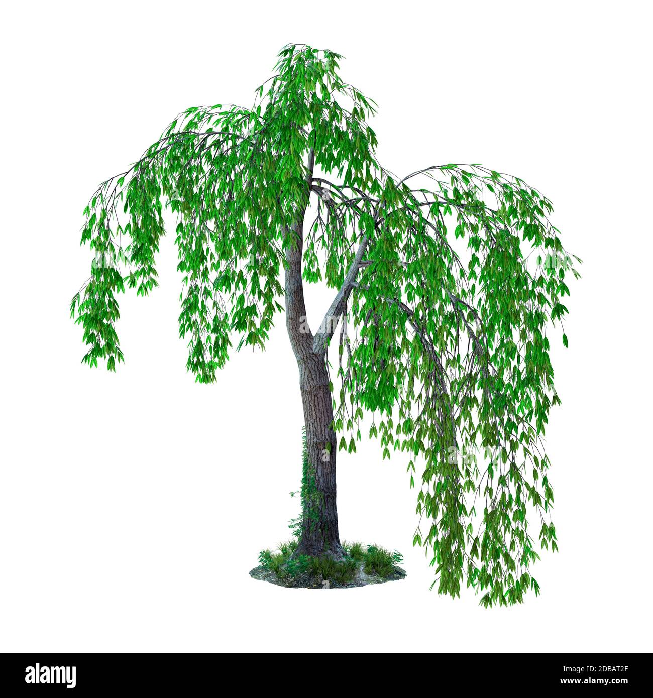 3D rendering of a green willow tree or sallow or osier isolated on ...
