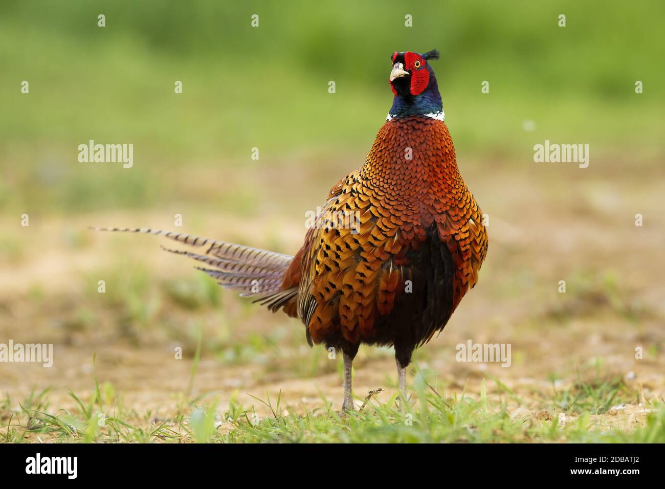 Colorful male of common pheasant, phasianus colchicus, grazing in the ...