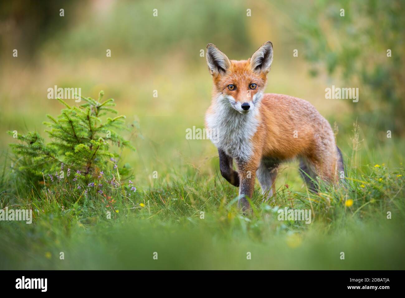 Lovely red fox, vulpes vulpes, facing camera with adorable eyes in ...