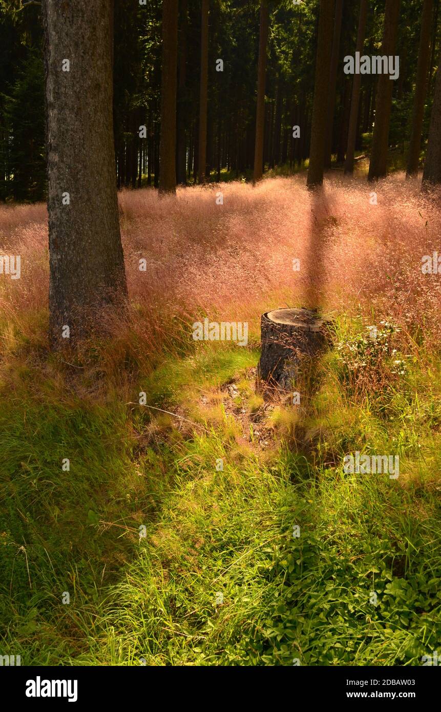 Timber boom hi-res stock photography and images - Alamy