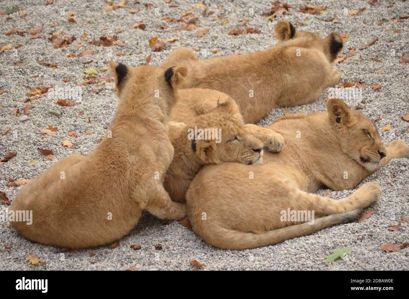 Live animals hi-res stock photography and images - Alamy