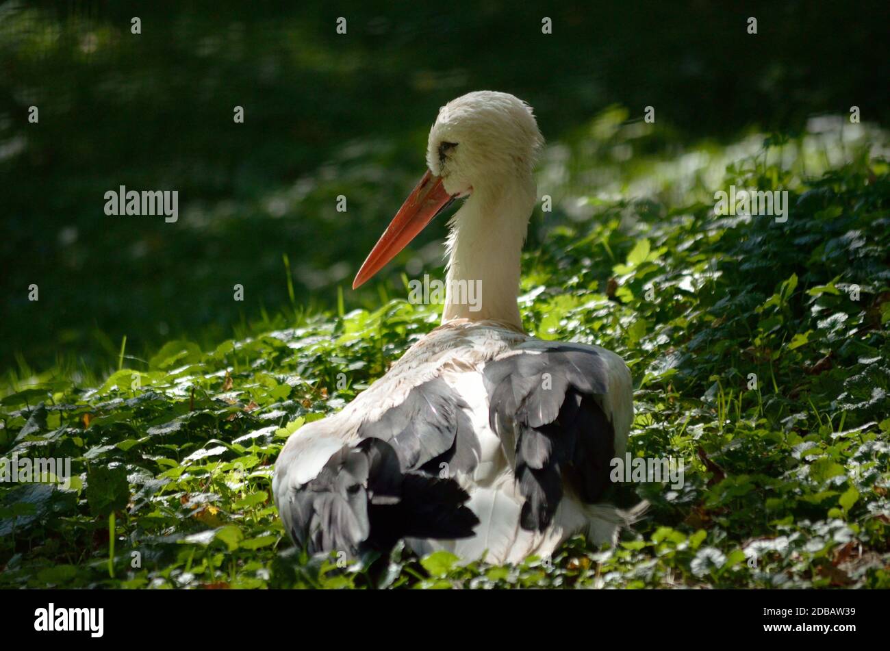 Live animals hi-res stock photography and images - Alamy