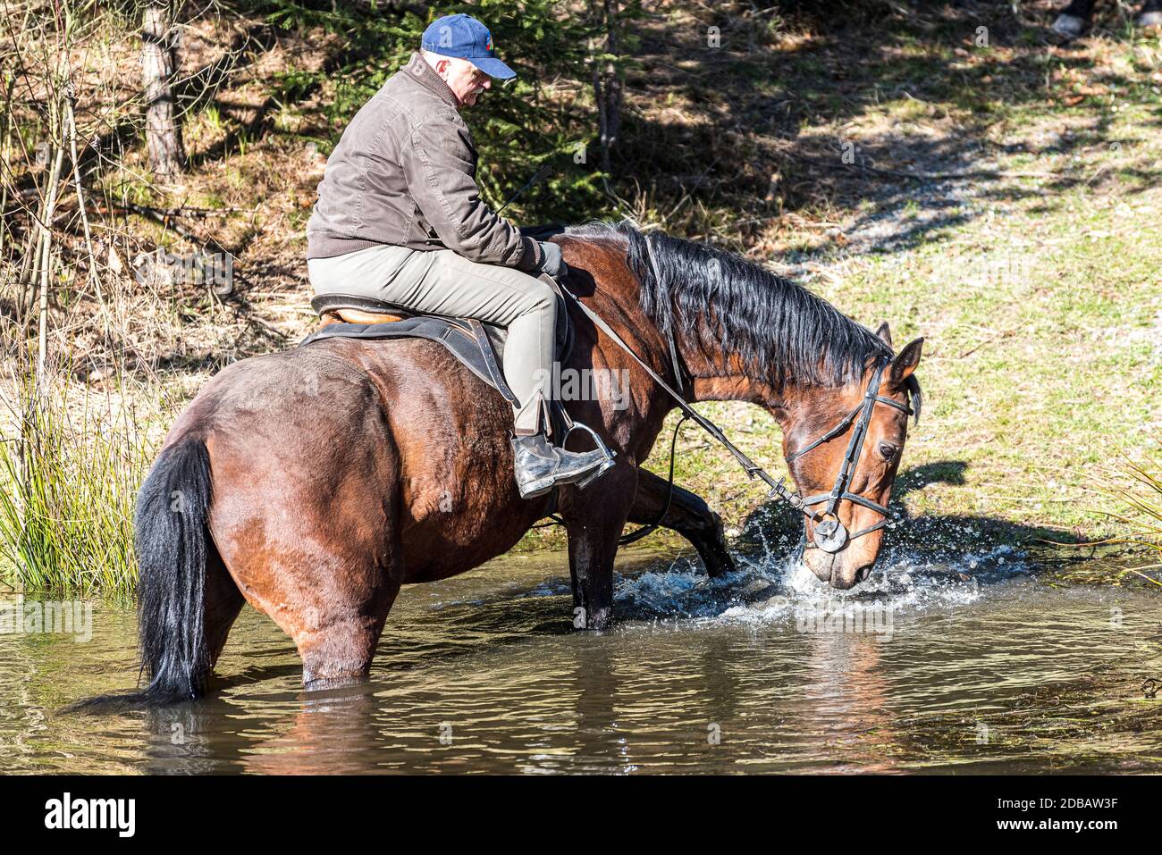 Senior rides a horse in a pond, water splashes around Stock Photo - Alamy