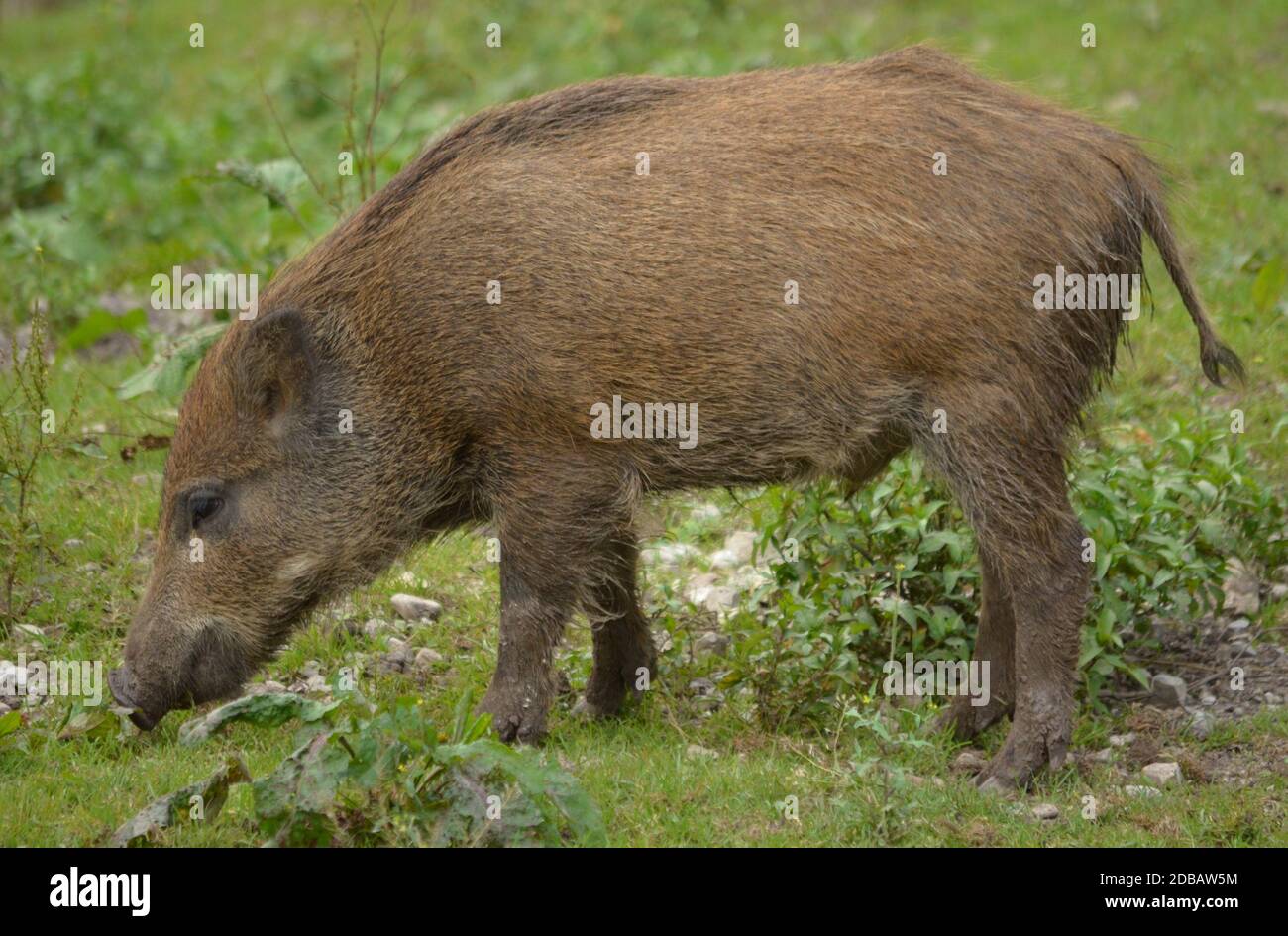Wild pig hi-res stock photography and images - Alamy