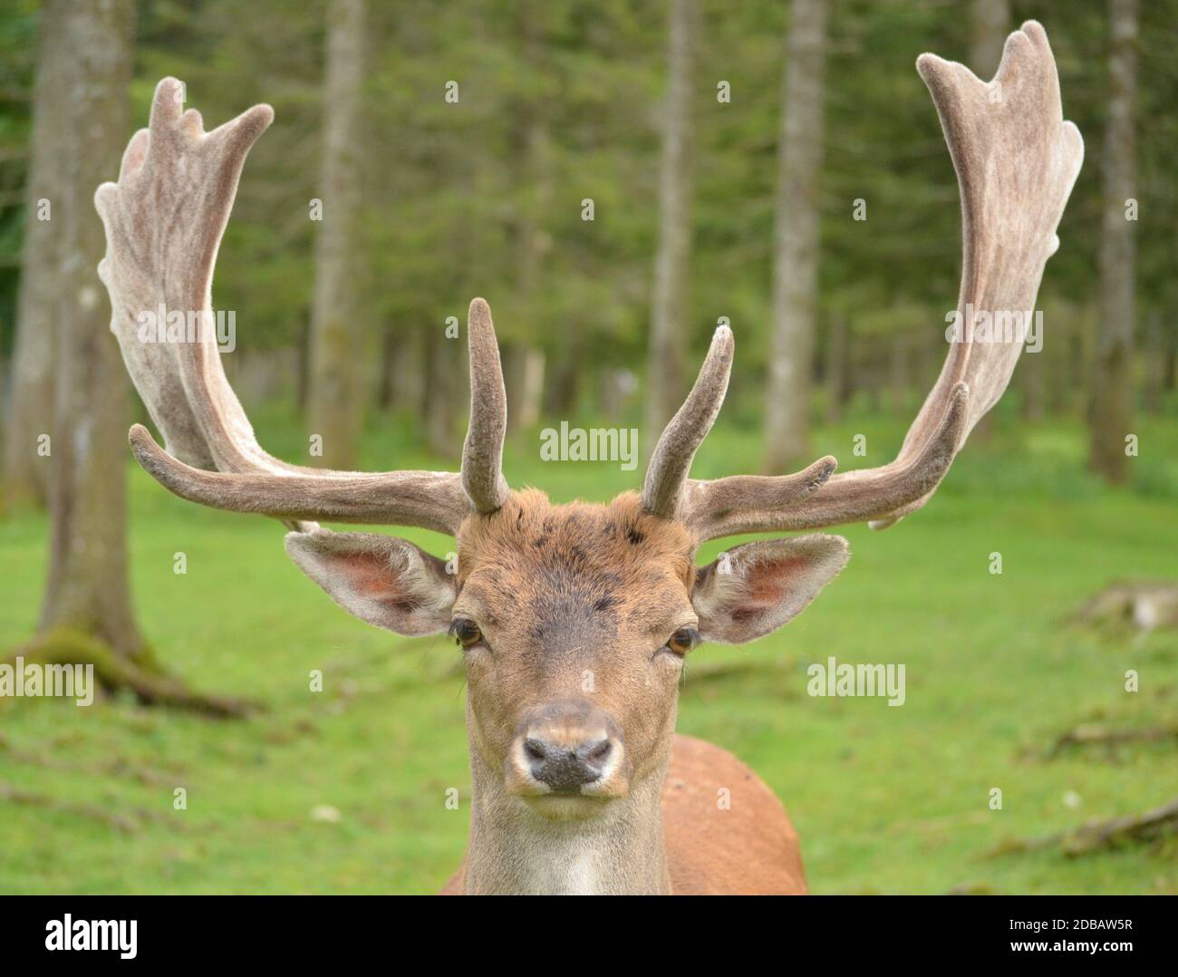 Live animals hi-res stock photography and images - Alamy