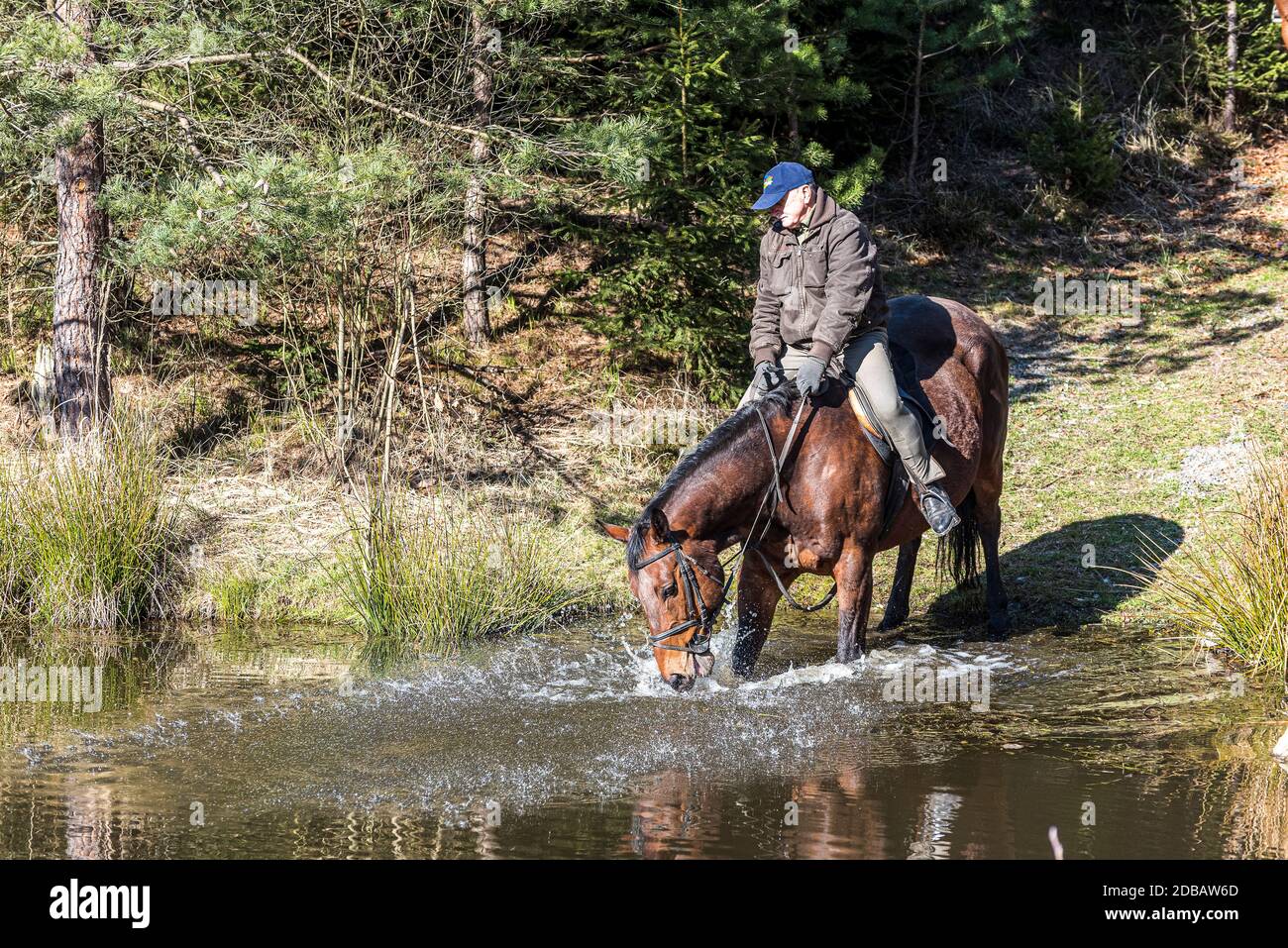 Senior rider on a horse in a pond, horse is drinking, water splashes ...