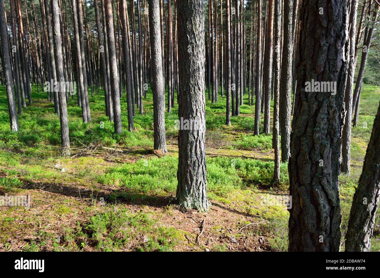 Timber boom hi-res stock photography and images - Alamy