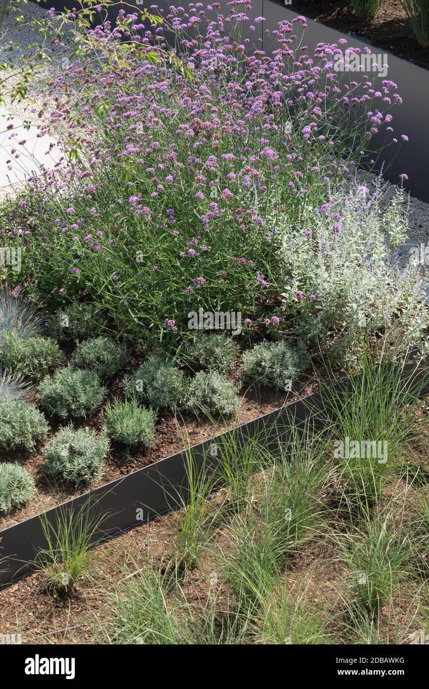Modern garden architecture with herbs and grass Stock Photo - Alamy