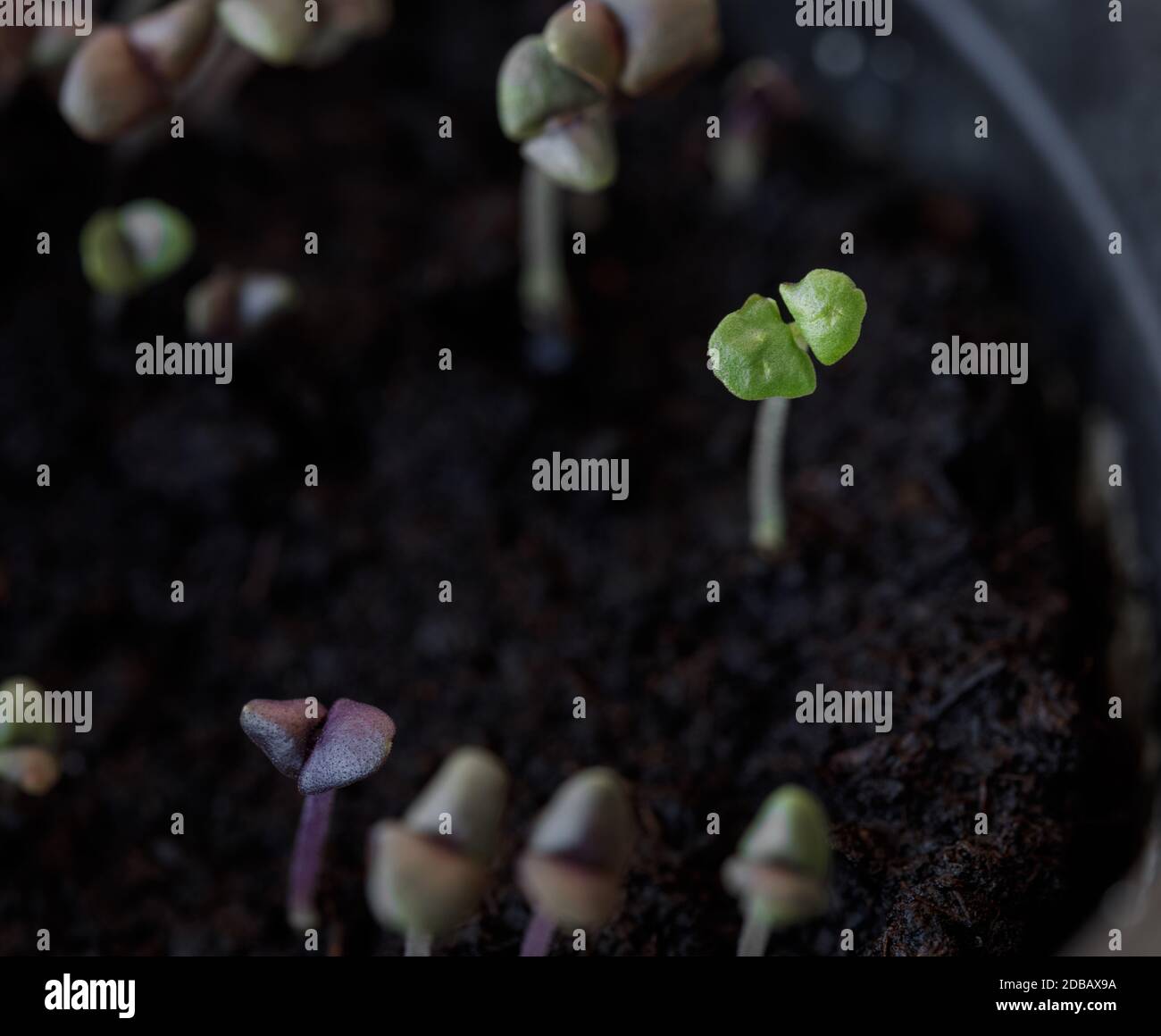 Green and purple basil shoots in a pot on a special turf Stock Photo ...
