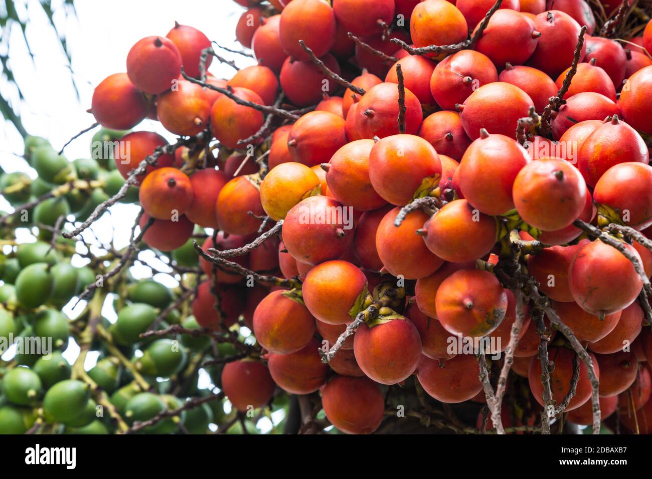Areca catechu (Areca nut palm, Betel Nuts) All bunch into large clustered, hanging down. natural ...