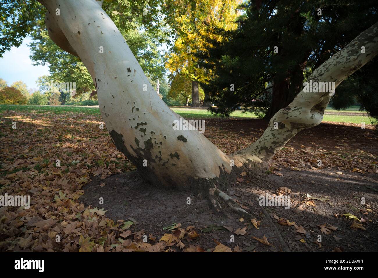 platanus tree trunk in a park Stock Photo - Alamy
