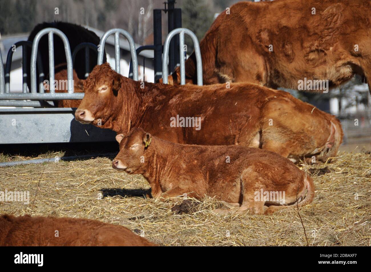 Cow food hi-res stock photography and images - Alamy