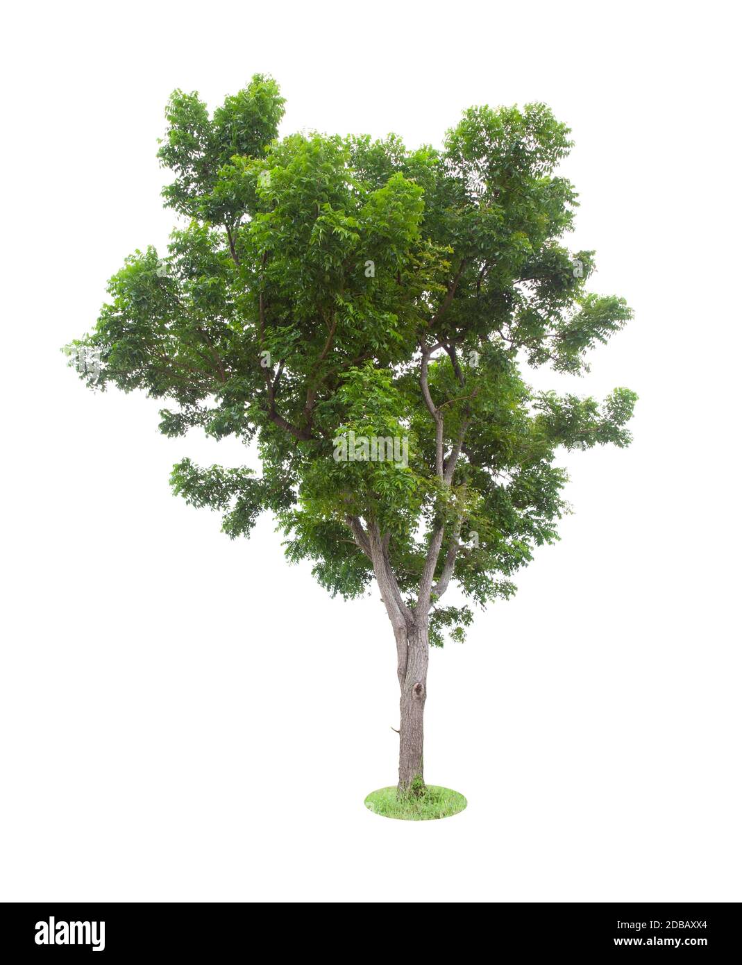 Beautiful green tree isolated on white background Stock Photo - Alamy