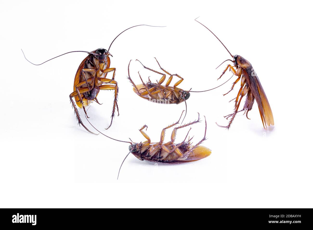 Close up of a cockroach on white background Stock Photo - Alamy