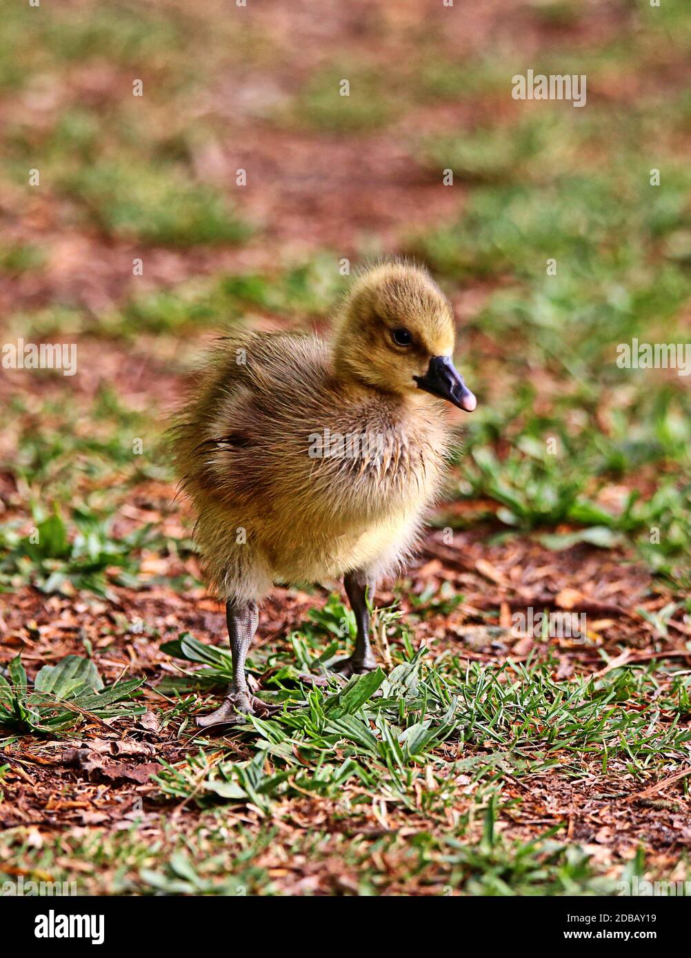 Grey goose anser hi-res stock photography and images - Alamy