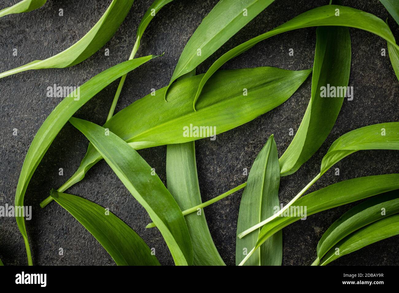 Green wild garlic leaves. Ramsons leaves on black table. Top view Stock ...