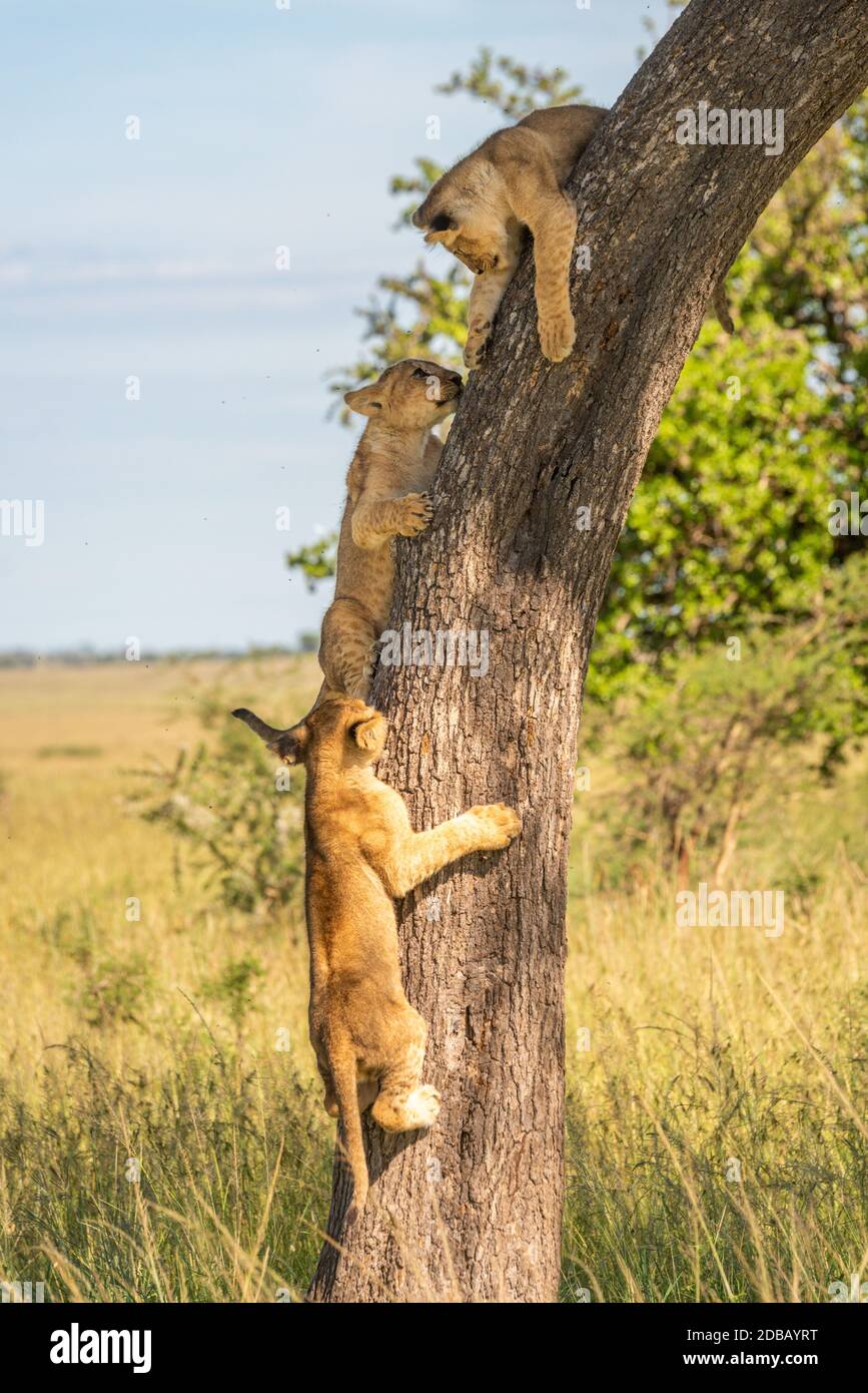 Three lion cubs climb tree in savannah Stock Photo - Alamy