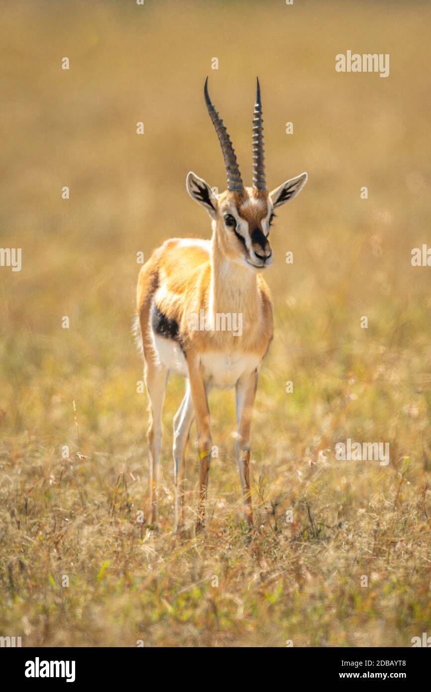 Thomsons gazelle on the african savanna hi-res stock photography and ...