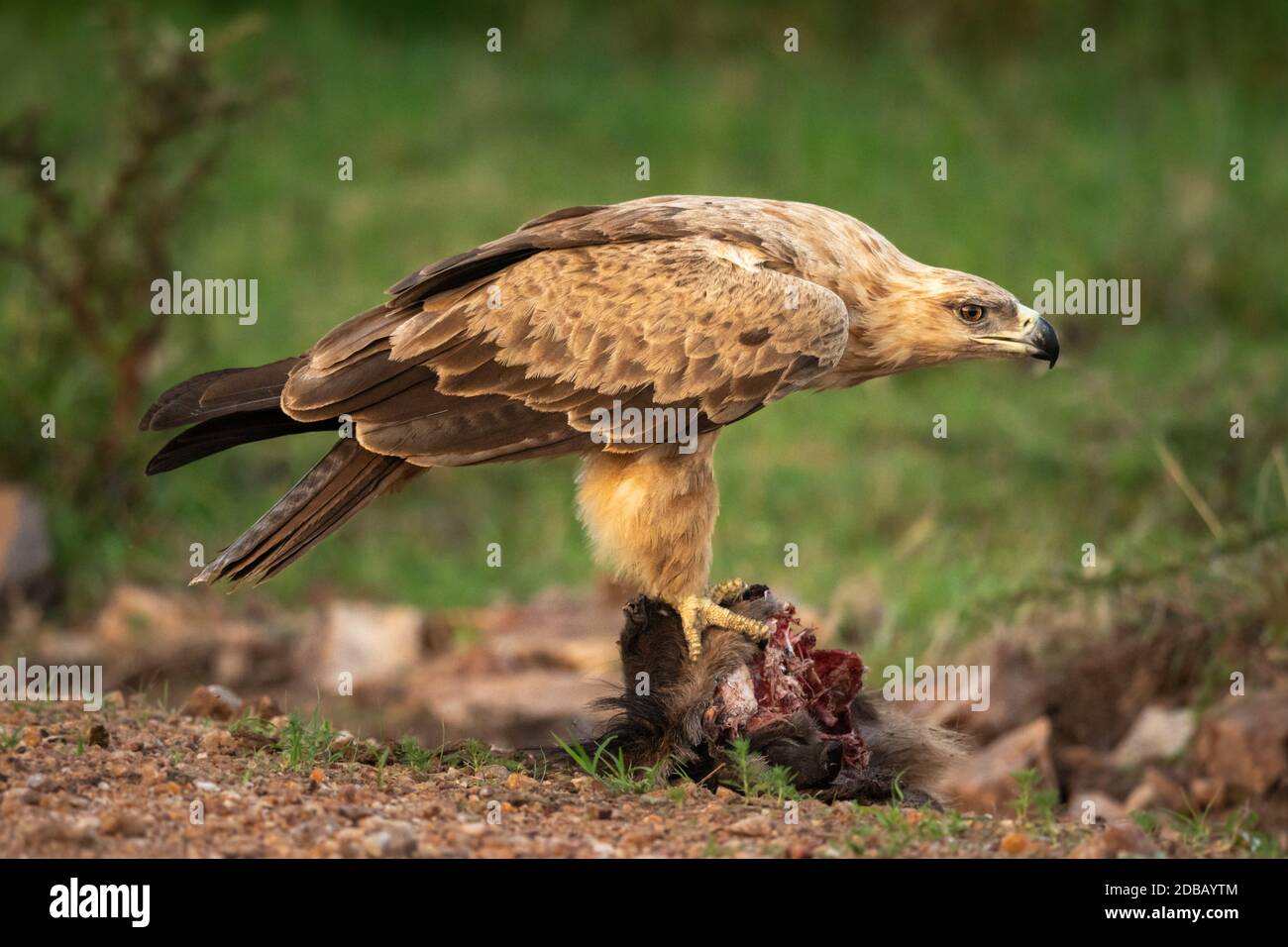 Crouching low hi-res stock photography and images - Alamy