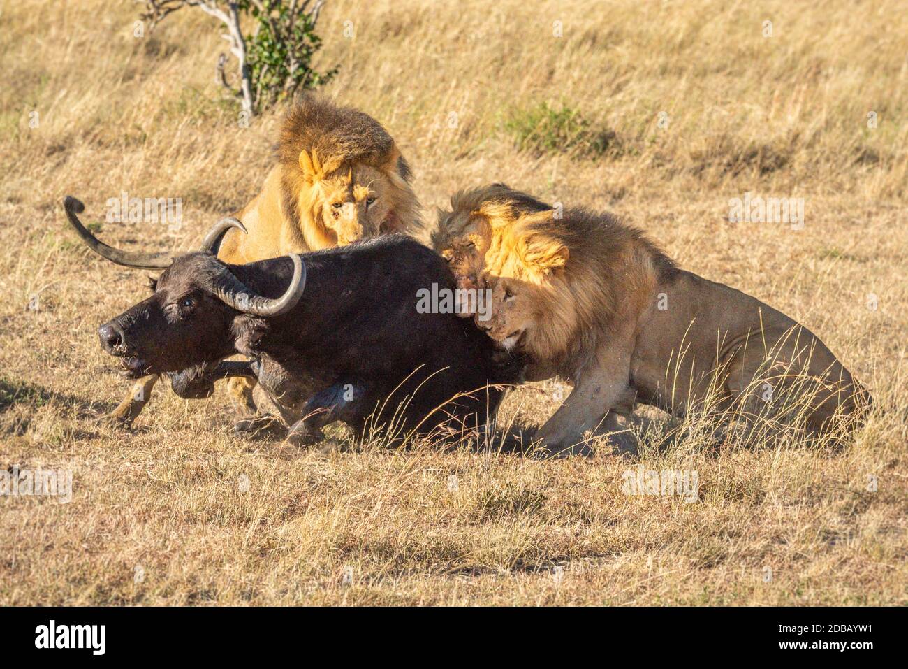 Three male lion bite Cape buffalo hindquarters Stock Photo - Alamy