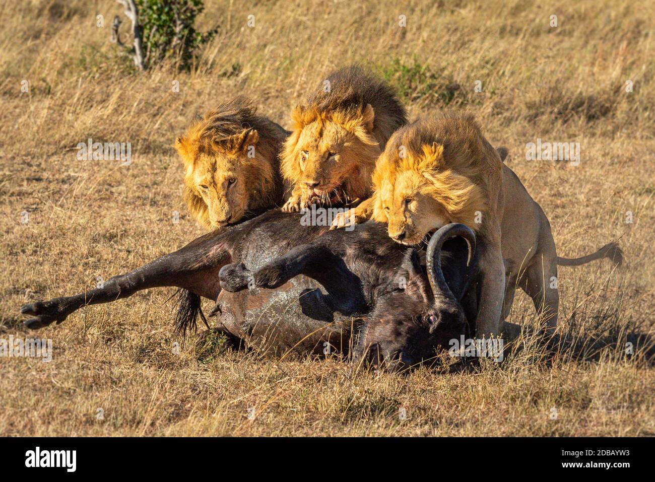 Three male lion eat Cape buffalo carcase Stock Photo - Alamy