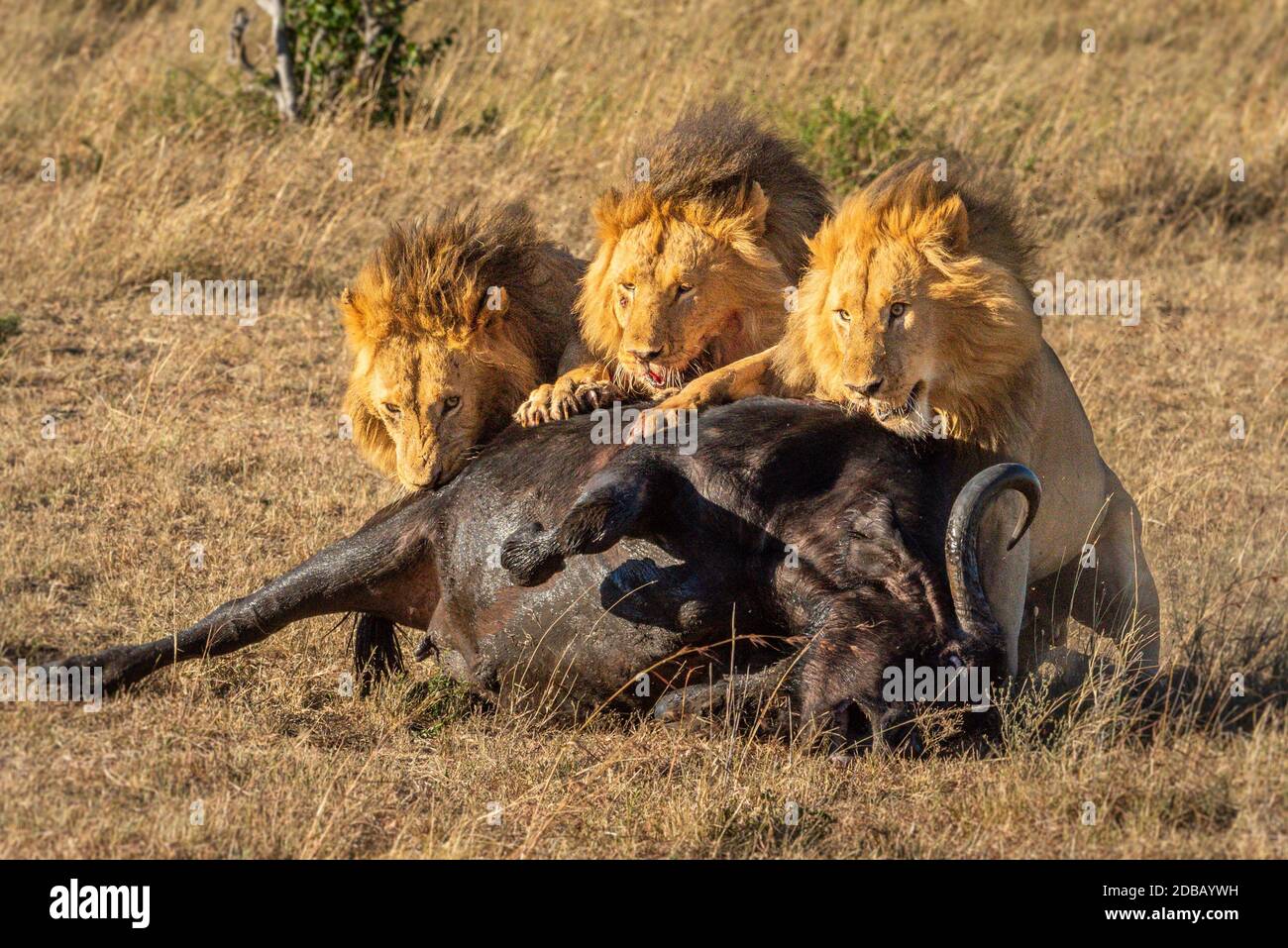 Male lion eating hi-res stock photography and images - Alamy