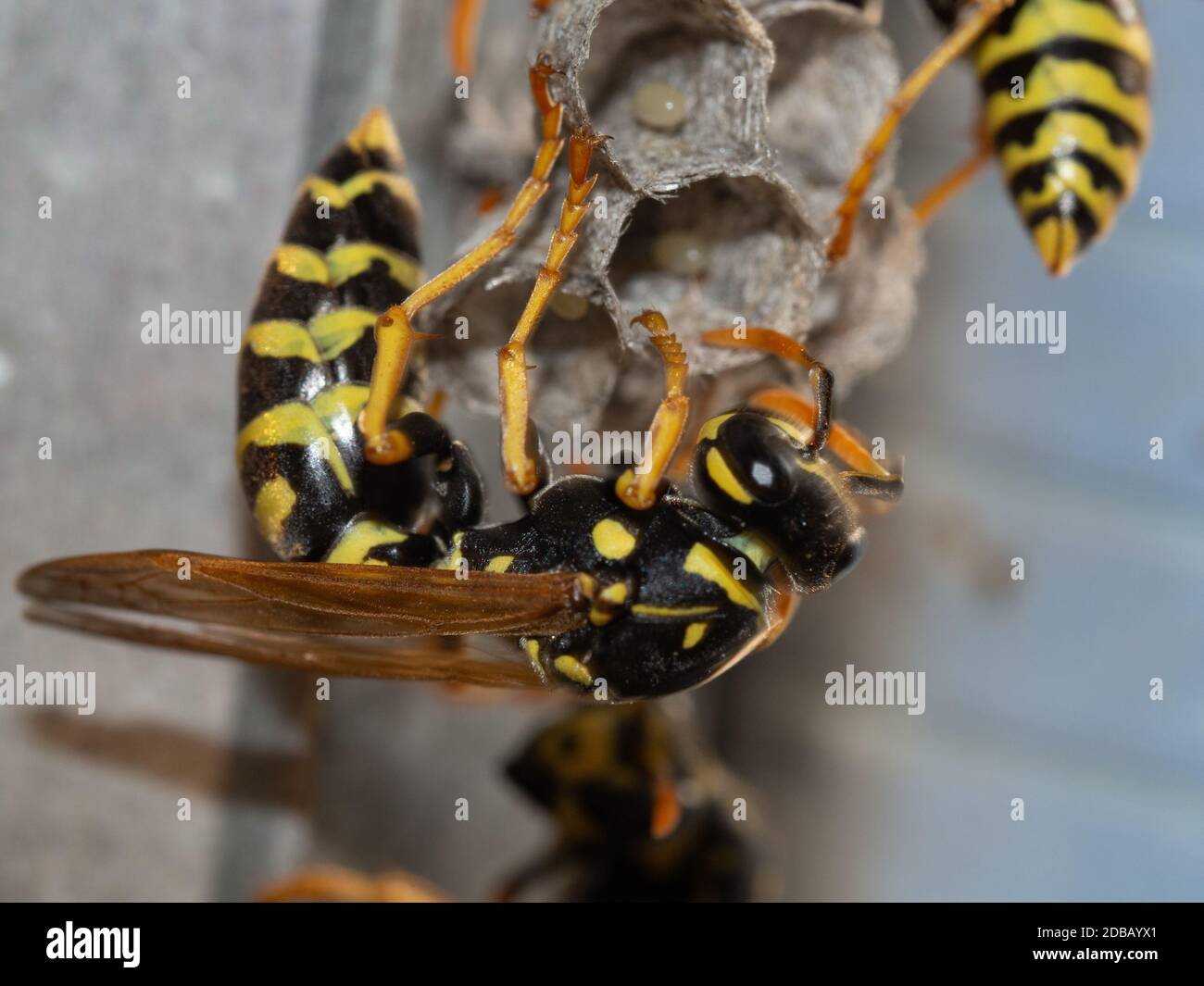 Wasps build a nest in a greenhouse Stock Photo - Alamy