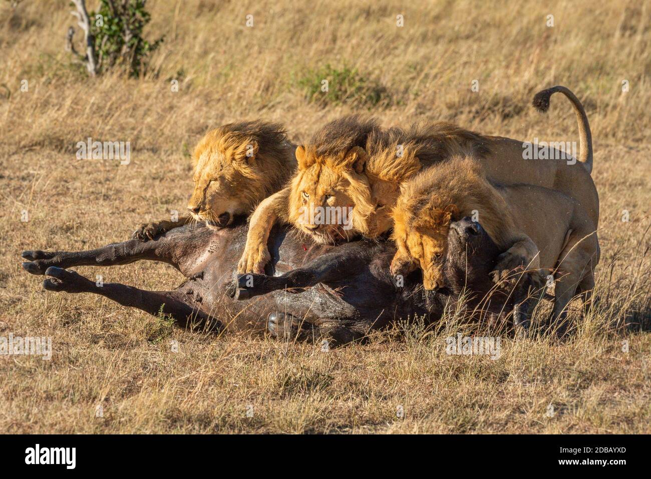 Three male lion lie on buffalo carcase Stock Photo - Alamy