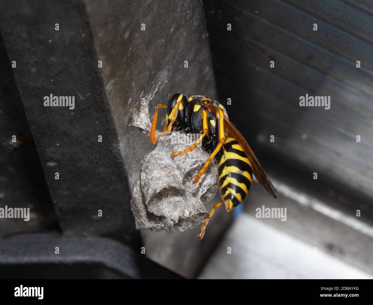 Wasp build a nest in a greenhouse Stock Photo - Alamy